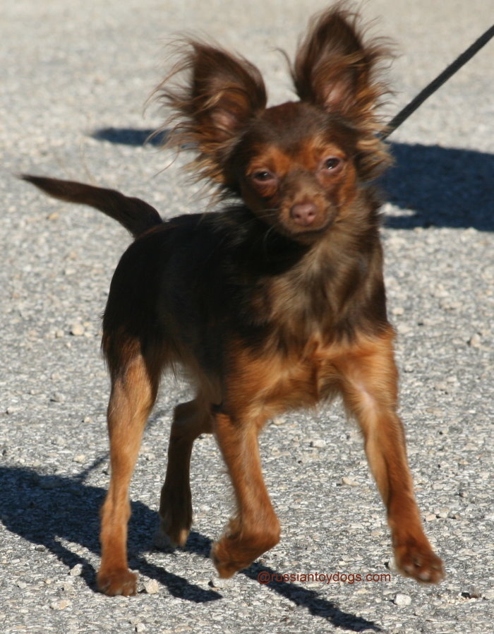 Russian Toy Dogs & Puppies - Highfield and Navsegda breeders of top ...
