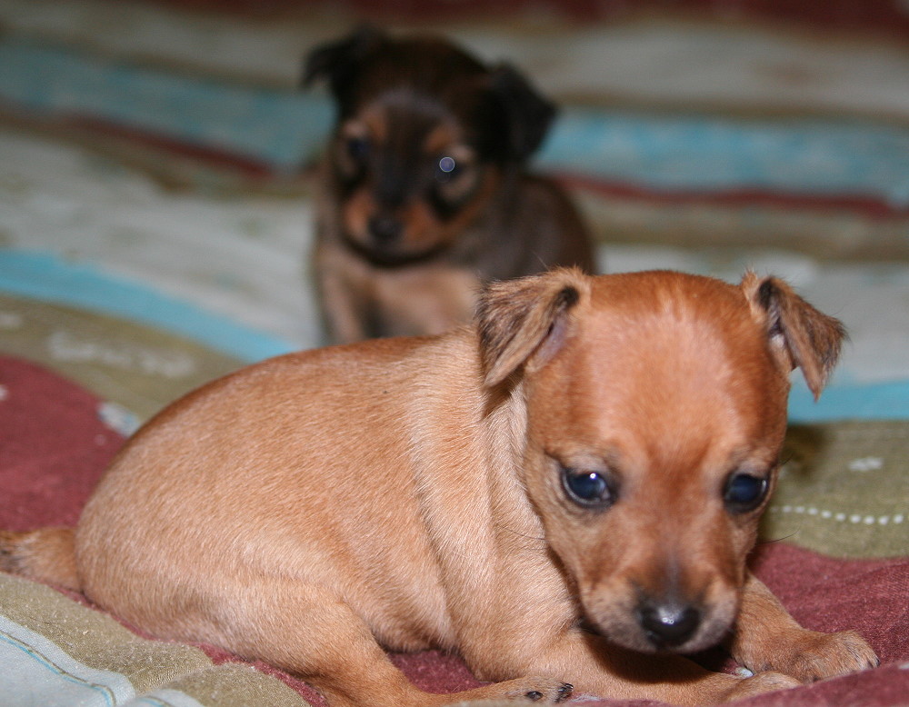 Russian Toy Dogs & Puppies - Highfield and Navsegda breeders of top ...